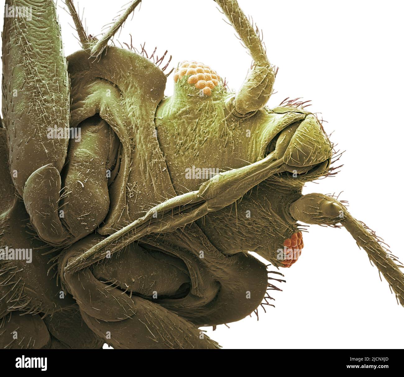 Bedbug head. Coloured scanning electron micrograph (SEM) of the head of ...