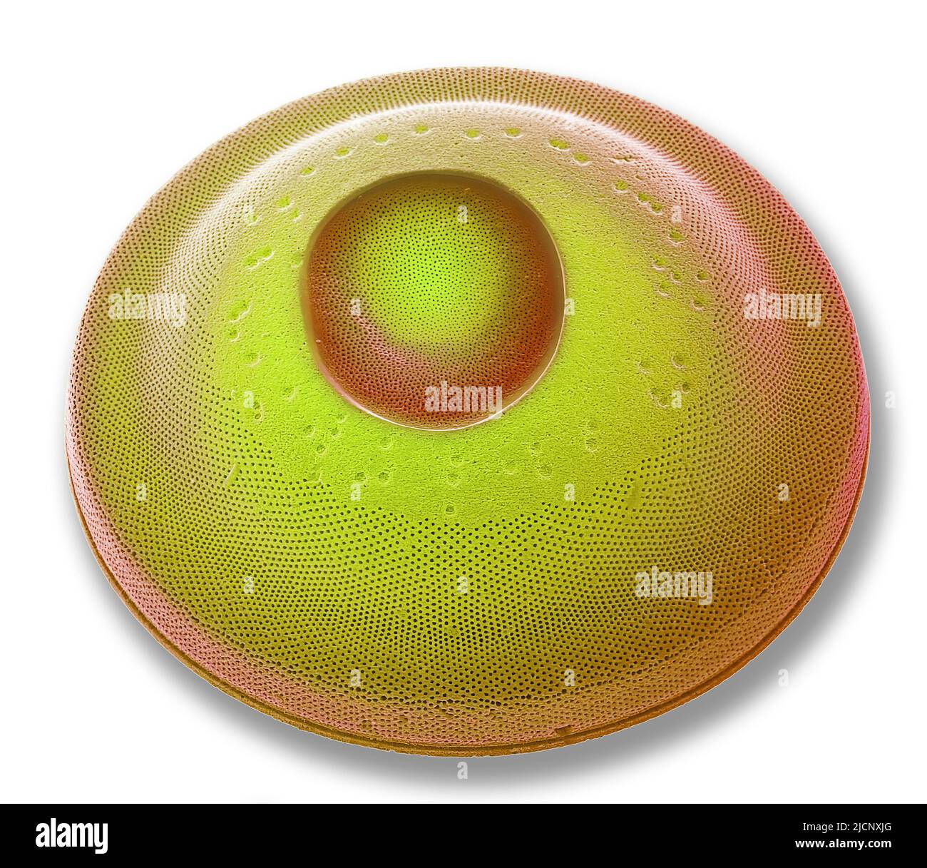 Diatom. Coloured scanning electron micrograph (SEM) of an unidentified ...