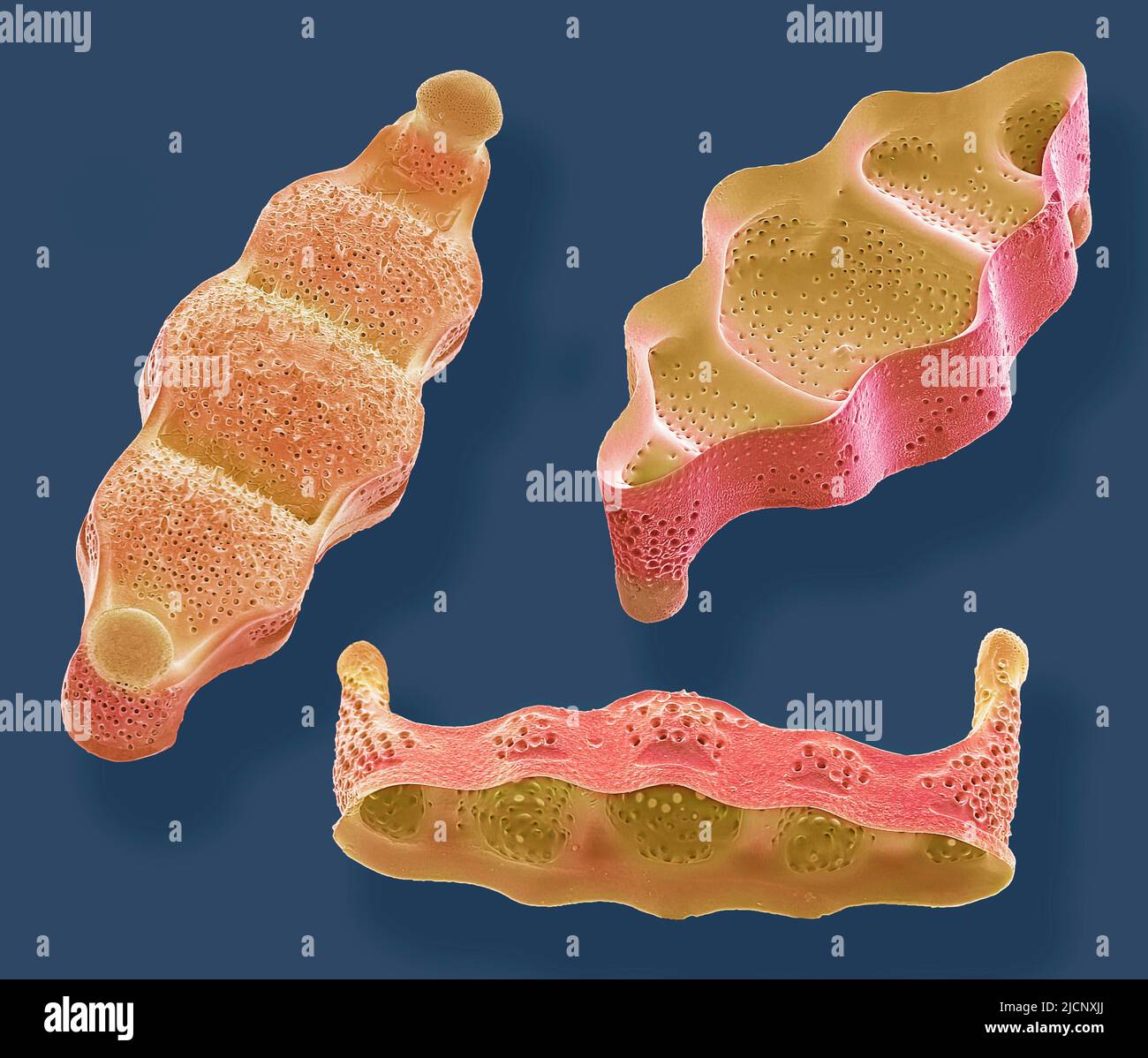 Diatoms. Coloured scanning electron micrograph (SEM) of biddulphia sp ...