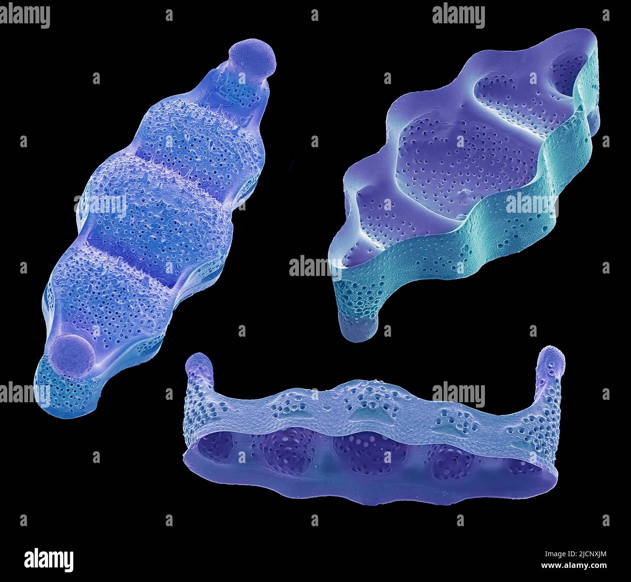 Diatoms. Coloured scanning electron micrograph (SEM) of biddulphia sp ...