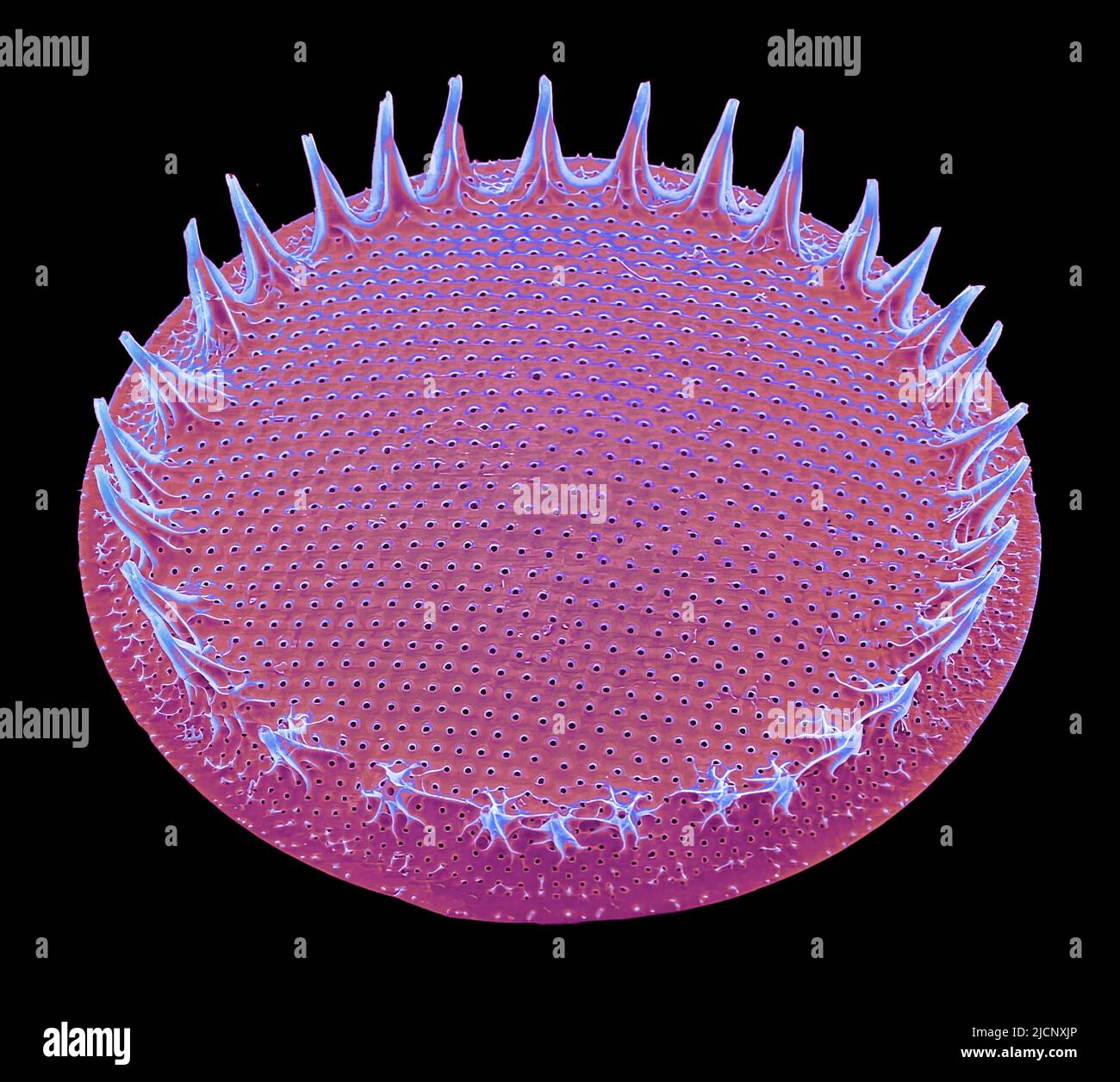 Diatom. Coloured scanning electron micrograph (SEM) of an unidentified ...