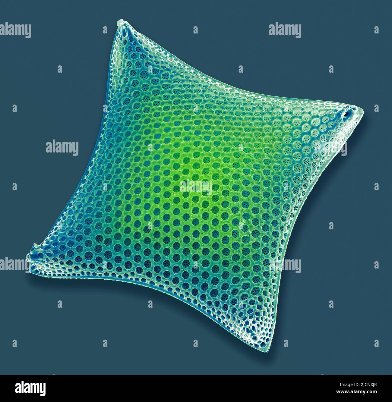 Diatom. Coloured scanning electron micrograph (SEM) of a Triceratium sp ...