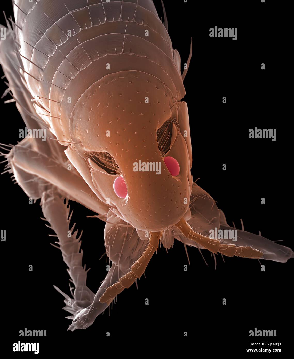 Human flea. Coloured scanning electron micrograph (SEM) of a human flea ...