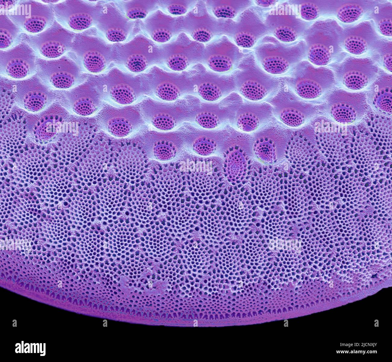 Diatom. Coloured scanning electron micrograph (SEM) of a Coscinodiscus ...