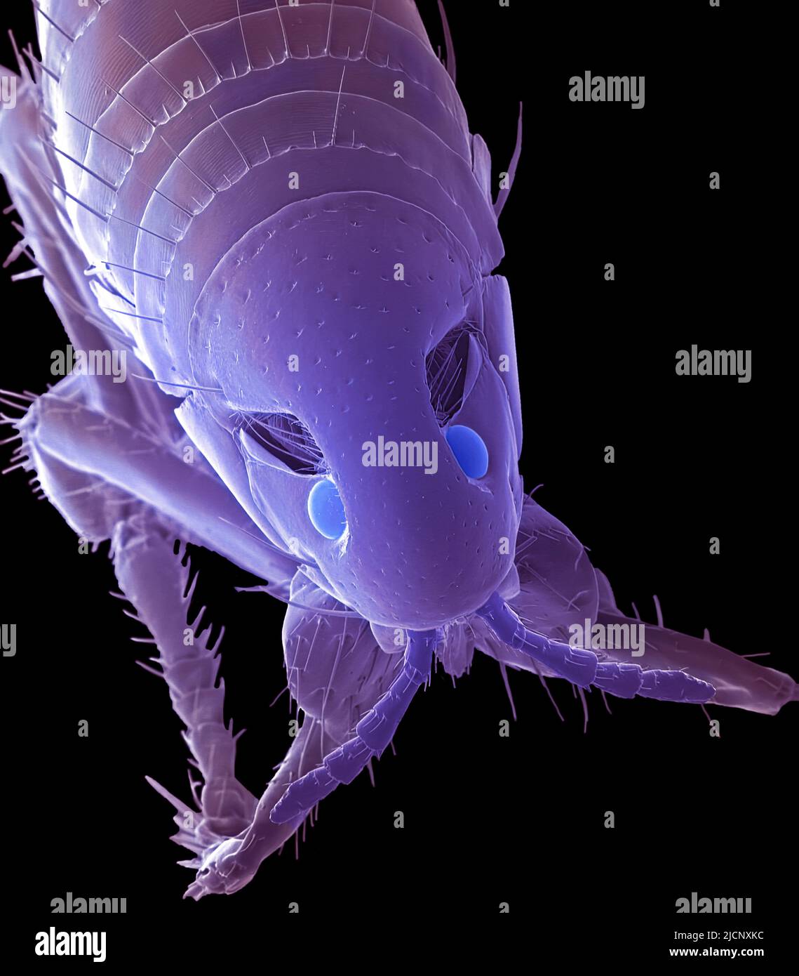 Human flea. Coloured scanning electron micrograph (SEM) of a human flea ...