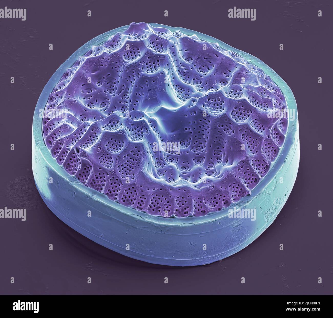 Diatom. Coloured scanning electron micrograph (SEM) of an Actinoptychus ...