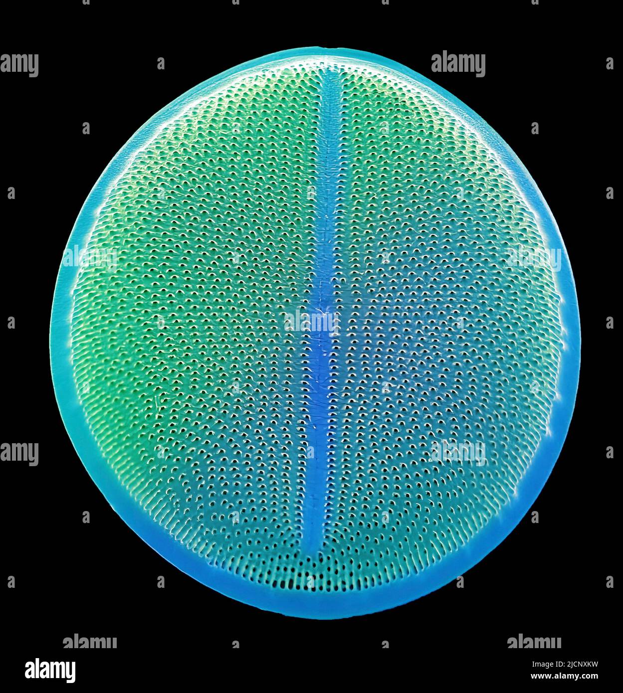 Diatom. Coloured scanning electron micrograph (SEM) of a Mastogloia sp ...