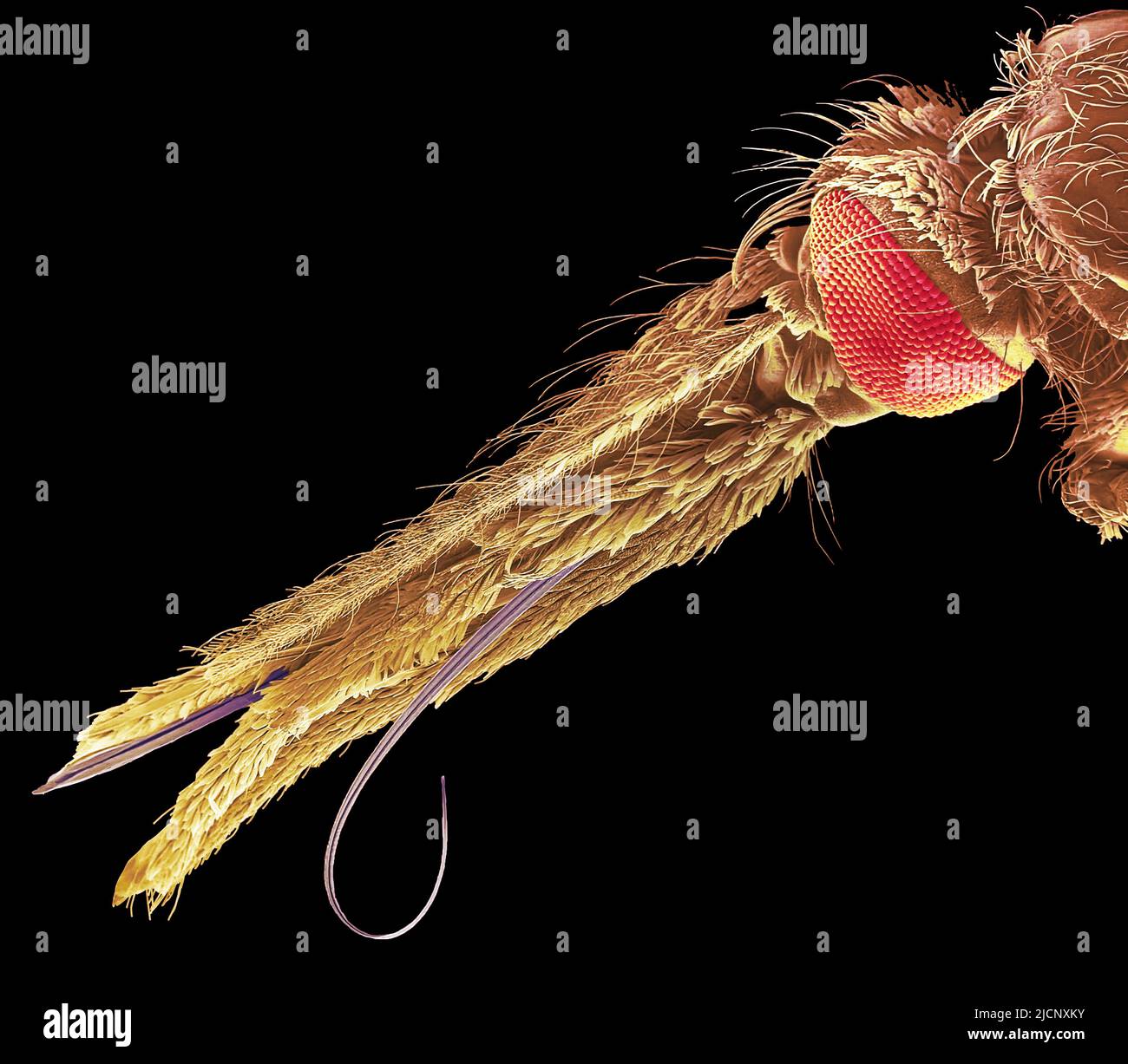 Anopheles mosquito. Coloured scanning electron micrograph (SEM) of a ...