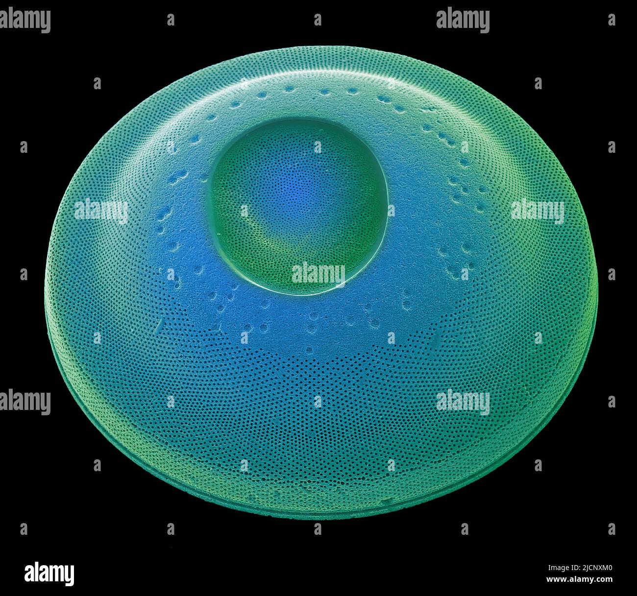 Diatom. Coloured scanning electron micrograph (SEM) of an unidentified ...