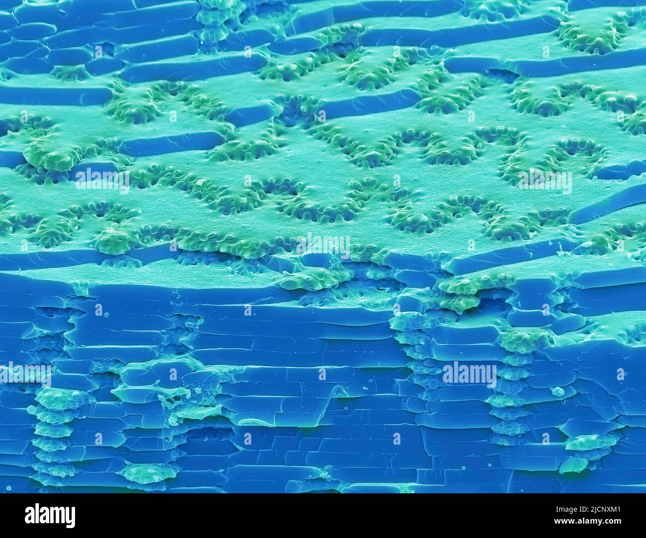 Eye lens fibres. Coloured scanning electron micrograph (SEM) of a ...