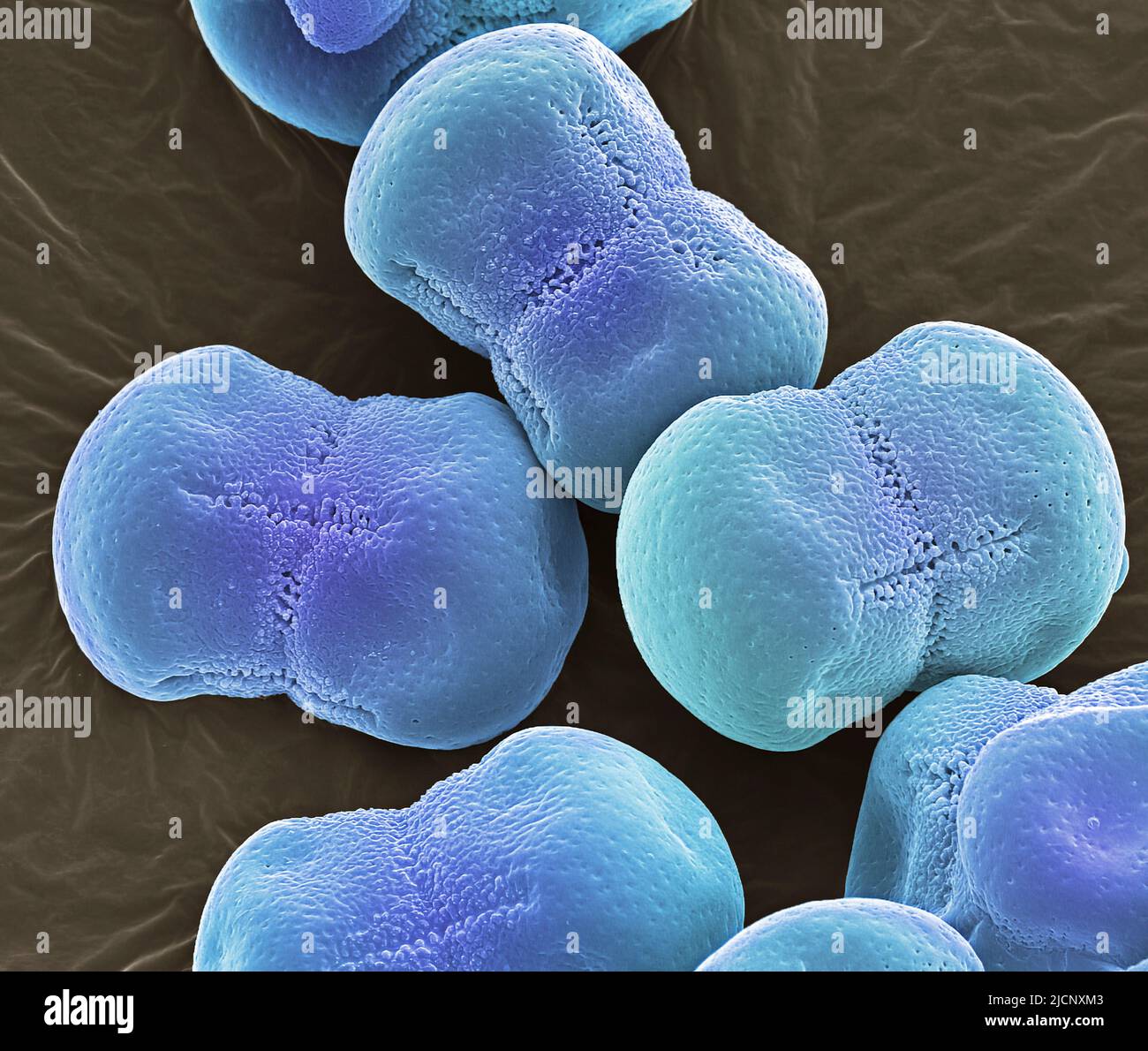 Pollen of Pulmonaria. Coloured scanning electron micrograph (SEM ...
