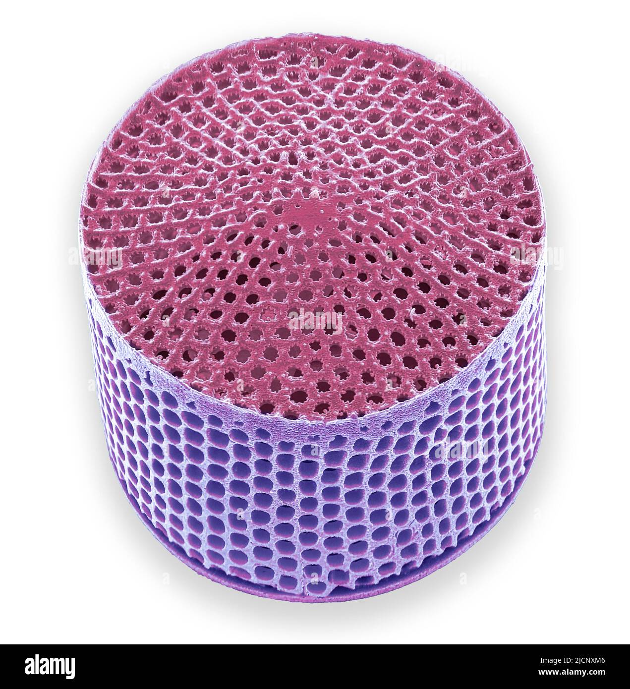 Diatom. Coloured scanning electron micrograph (SEM) of a Melosira sp ...