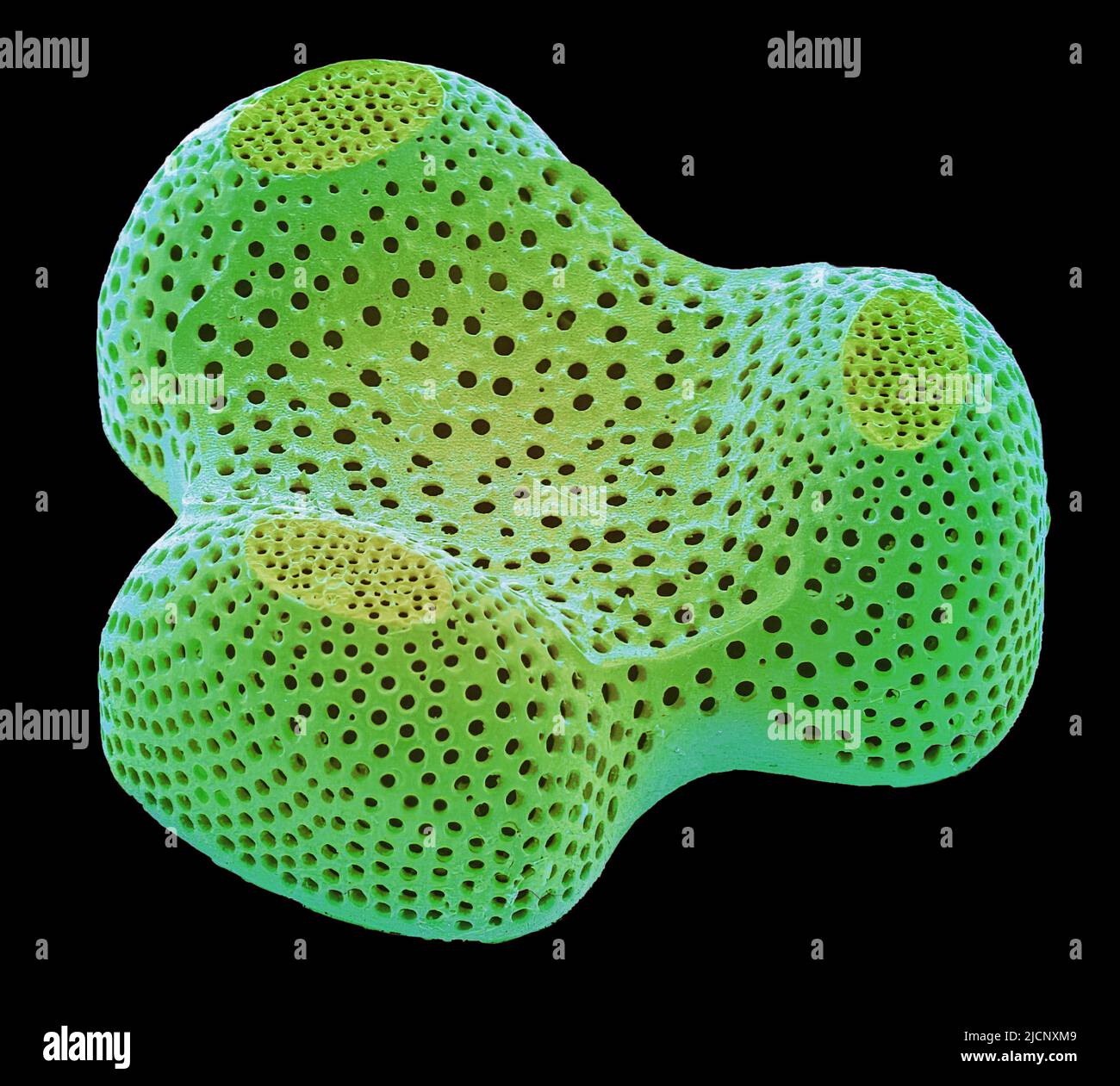 Diatom. Coloured scanning electron micrograph (SEM) of a biddulphia sp ...