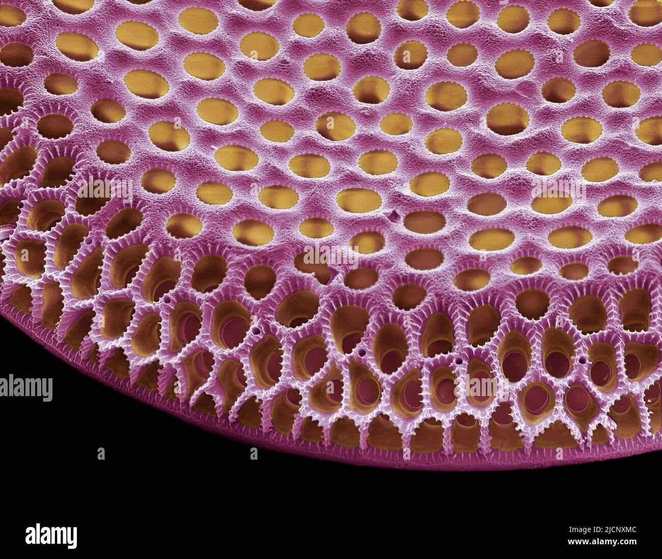 Diatom. Coloured scanning electron micrograph (SEM) of a Coscinodiscus ...