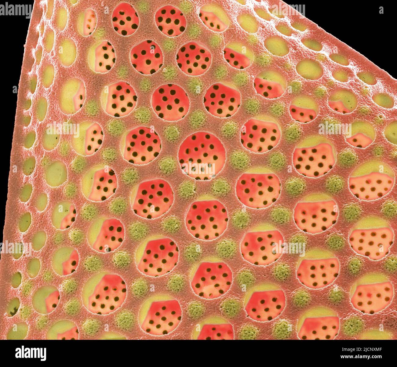 Diatom. Coloured scanning electron micrograph (SEM) of detail of a ...