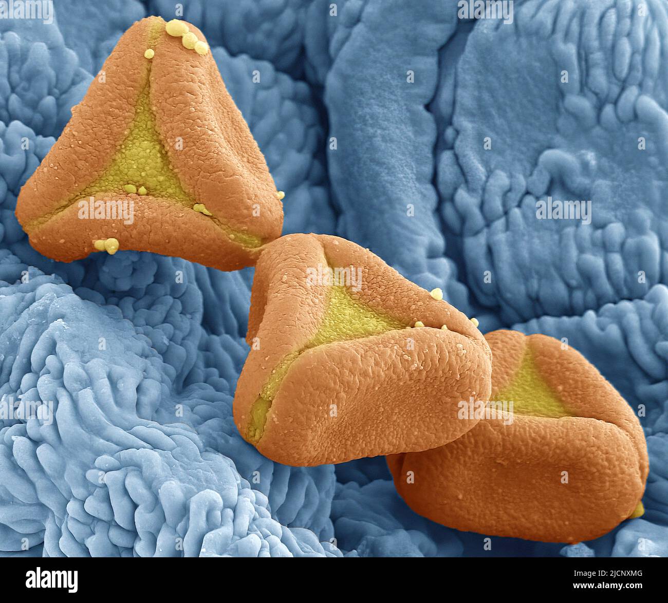Pollen of Eucalyptus. Coloured scanning electron micrograph (SEM ...