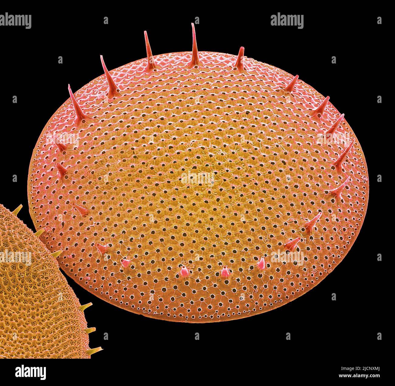 Diatom. Coloured scanning electron micrograph (SEM) of an unidentified ...