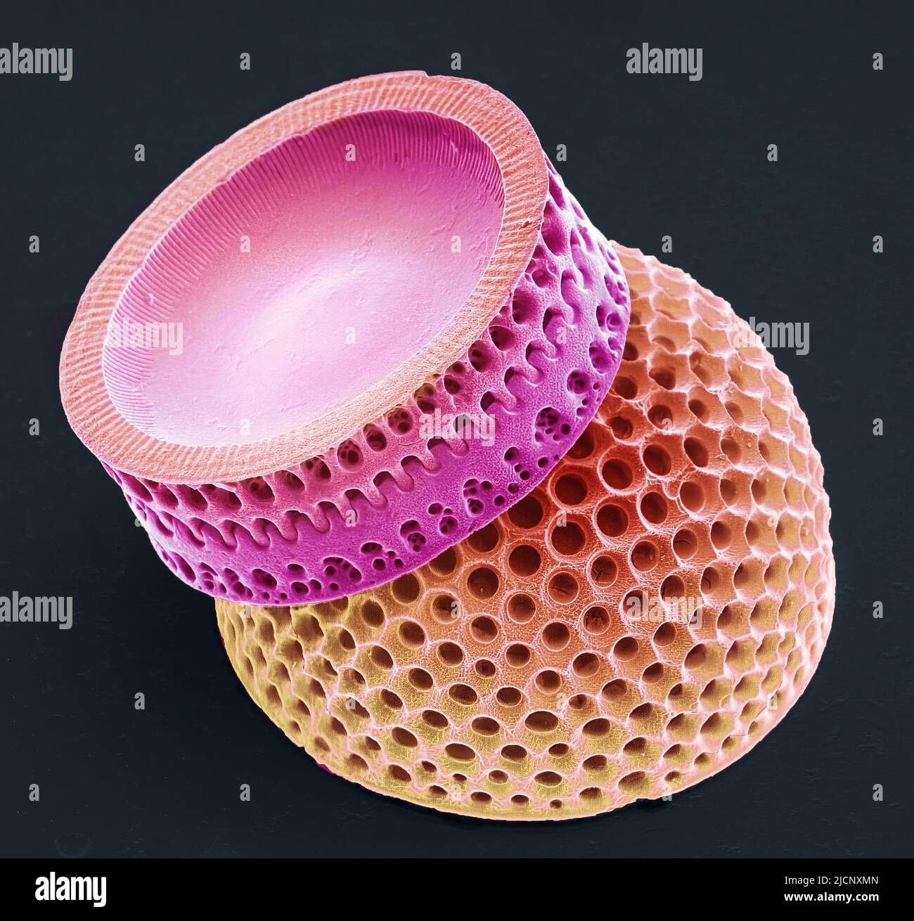 Diatoms. Coloured scanning electron micrograph (SEM) of Paralia (top ...
