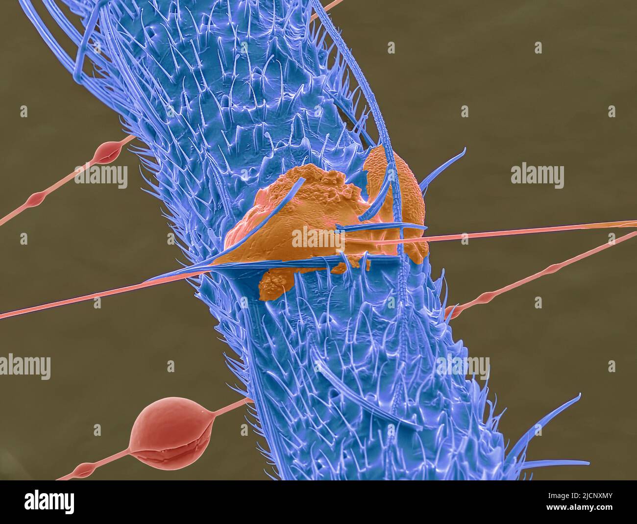 Spider's web. Coloured scanning electron micrograph (SEM) of gum drops ...