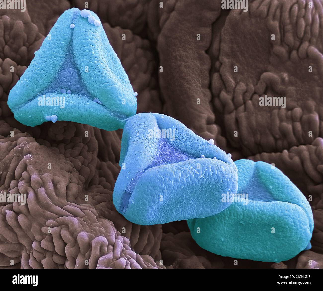 Pollen of Eucalyptus. Coloured scanning electron micrograph (SEM ...
