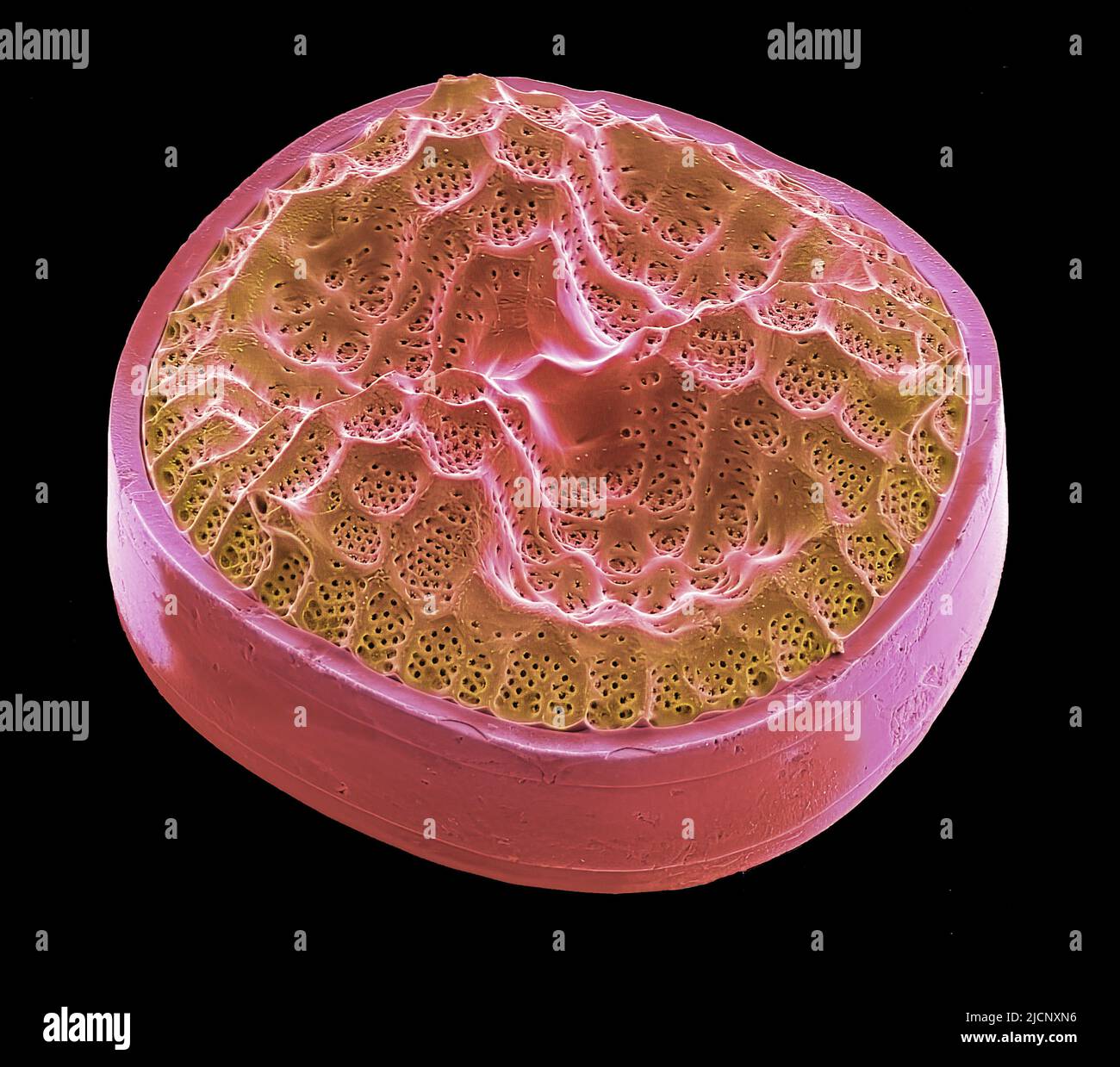 Diatom. Coloured scanning electron micrograph (SEM) of an Actinoptychus ...