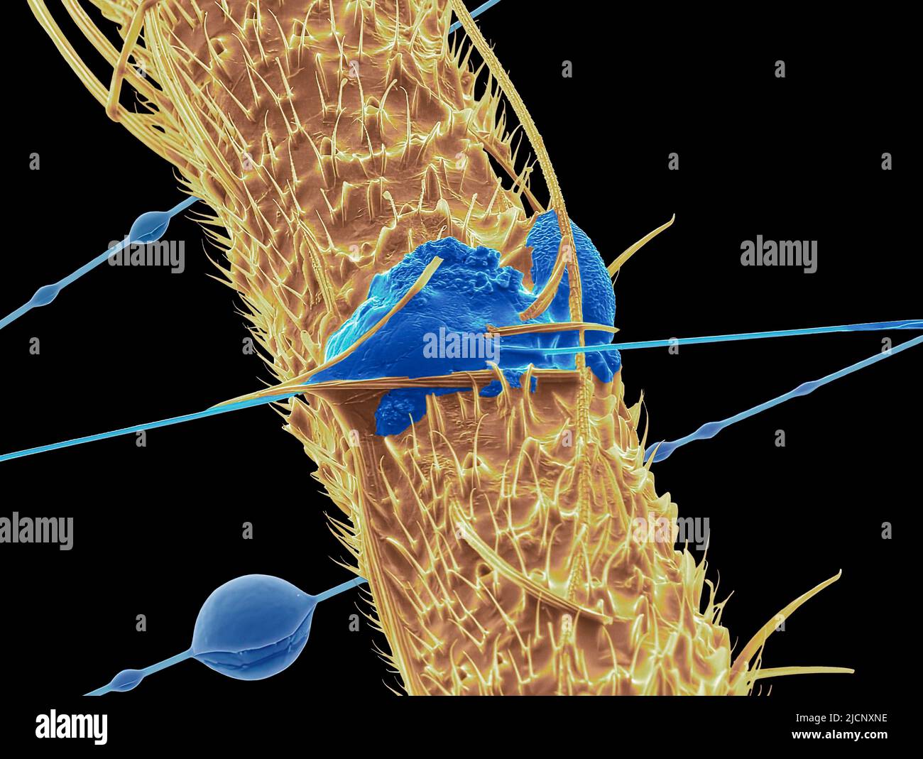 Spider's web. Coloured scanning electron micrograph (SEM) of gum drops ...