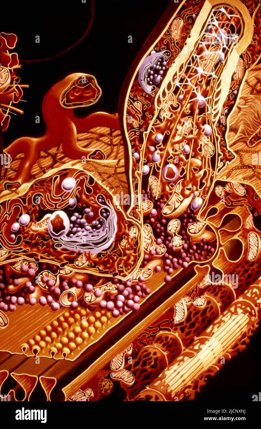 Neuromuscular junction, illustration. This is a junction between a ...