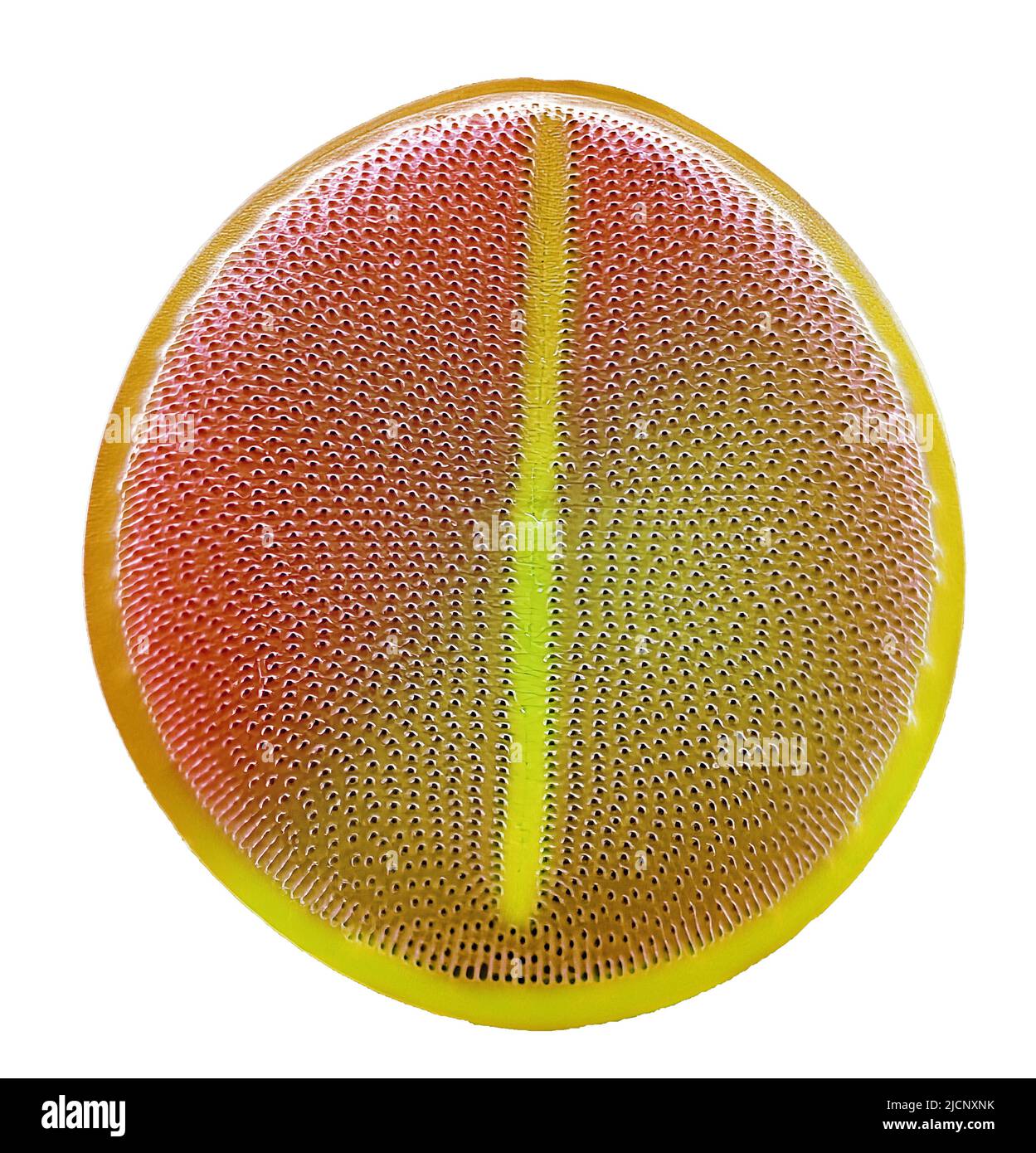 Diatom. Coloured scanning electron micrograph (SEM) of a Mastogloia sp ...