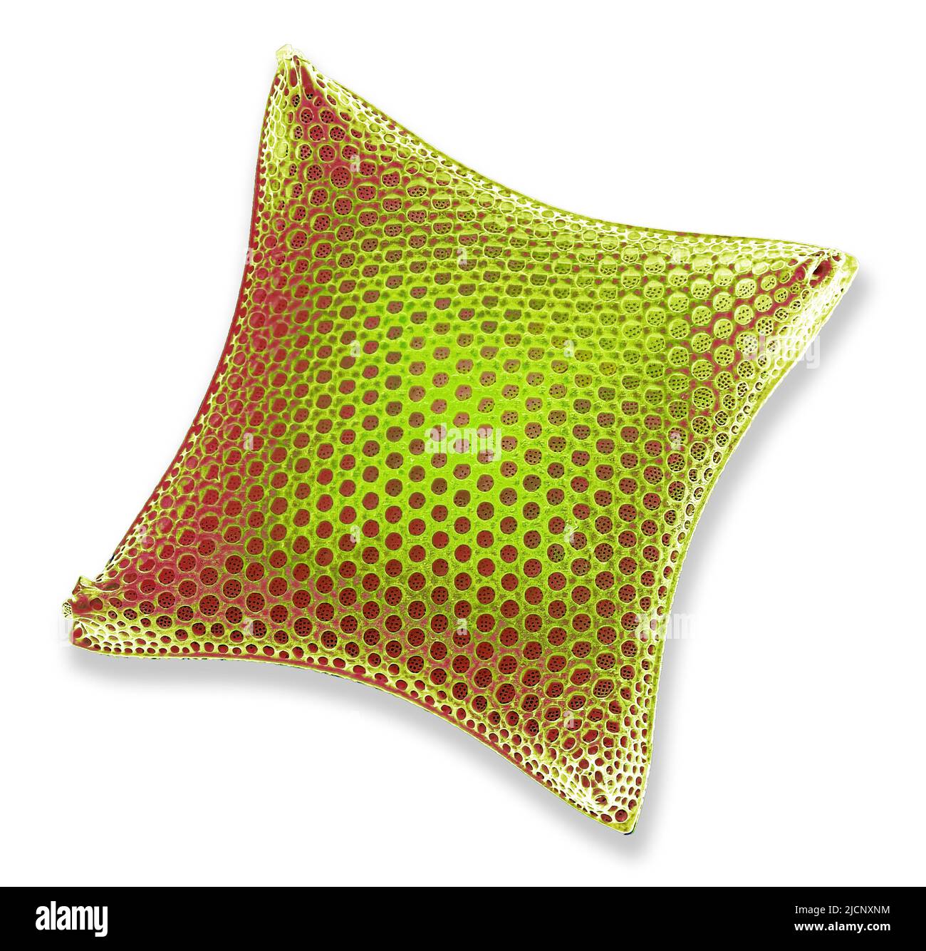 Diatom. Coloured scanning electron micrograph (SEM) of a Triceratium sp ...