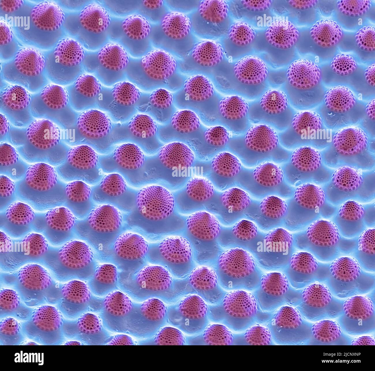 Diatom. Coloured scanning electron micrograph (SEM) of detail of a ...