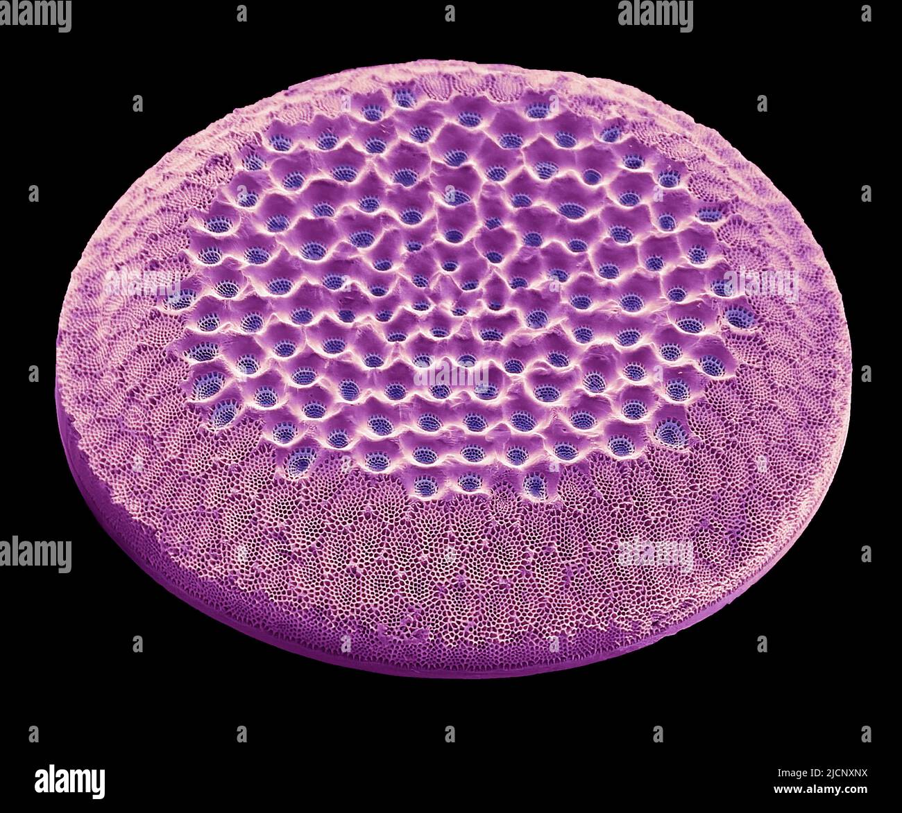 Diatom. Coloured scanning electron micrograph (SEM) of a Coscinodiscus ...