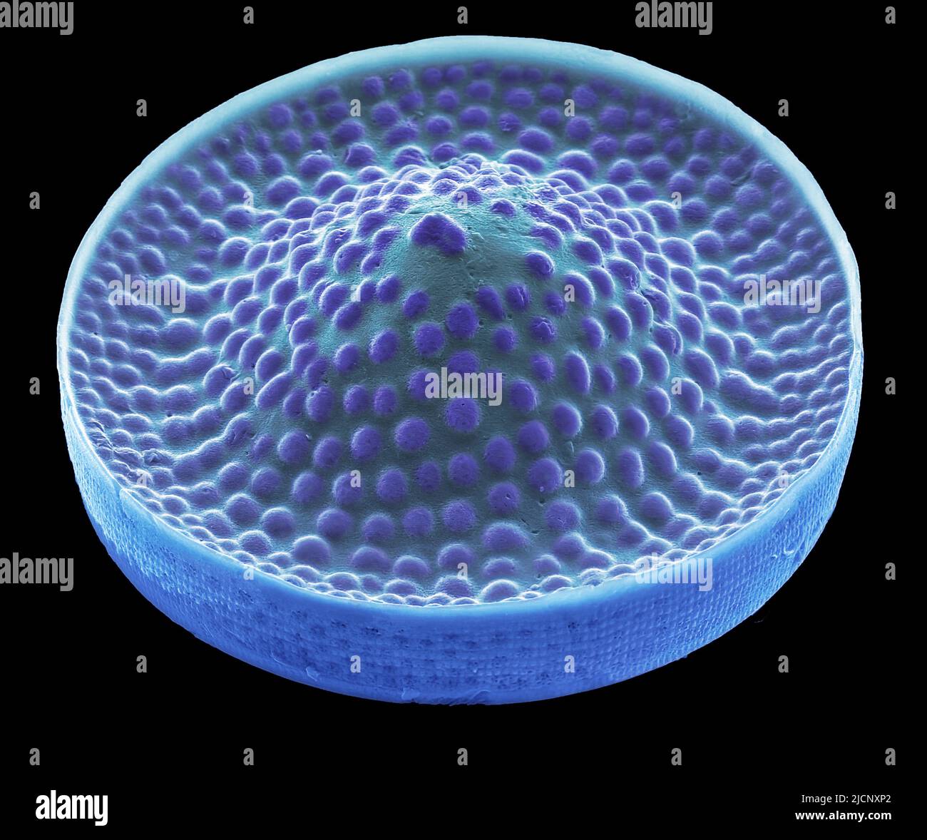 Diatom. Coloured scanning electron micrograph (SEM) of an unidentified ...