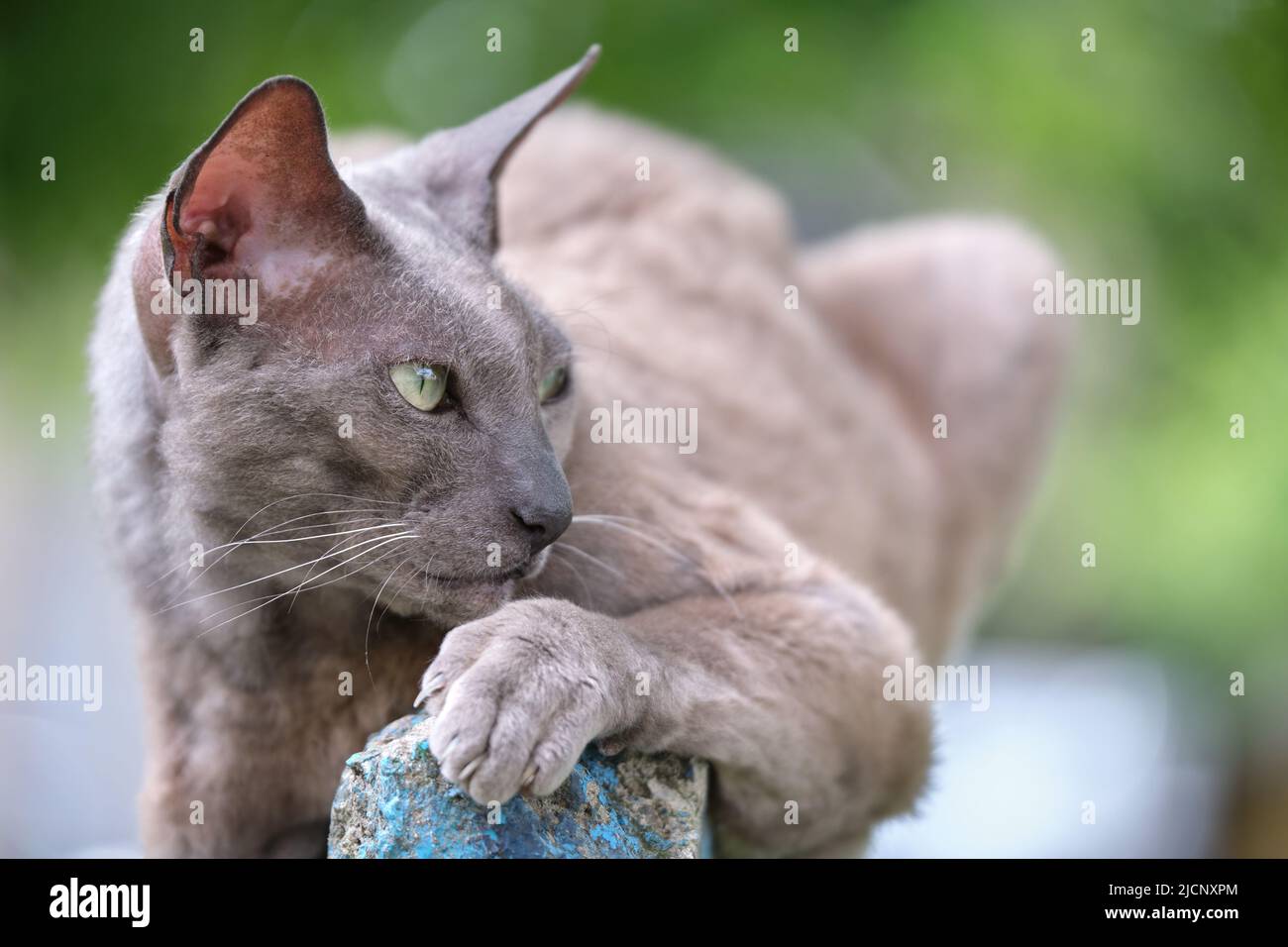 Big gray angry looking Sphinx breed stray cat resting on steet outdoors ...