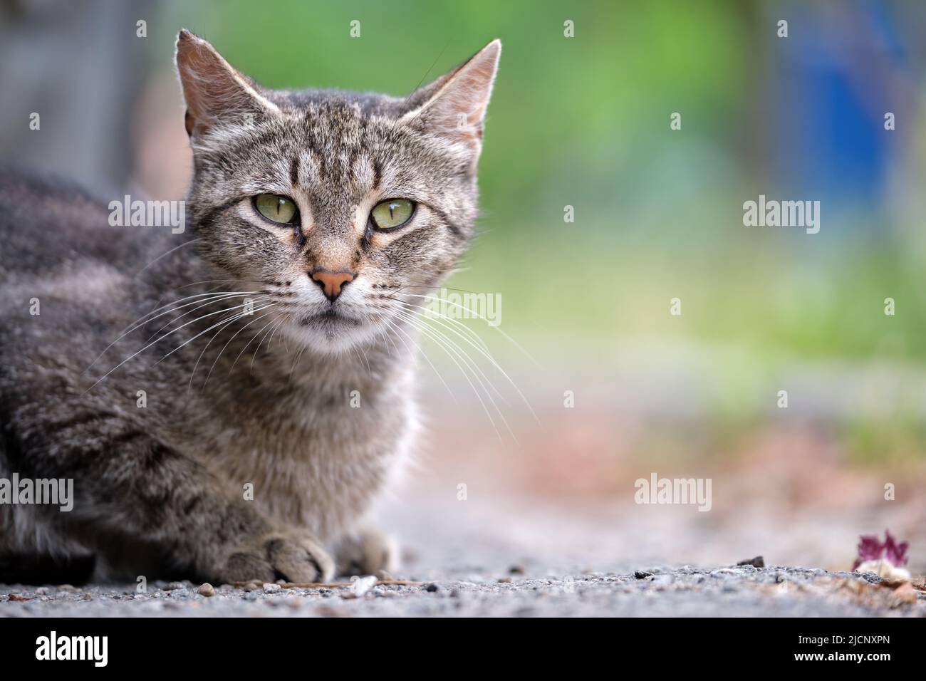 Stray cat on steet hi-res stock photography and images - Alamy