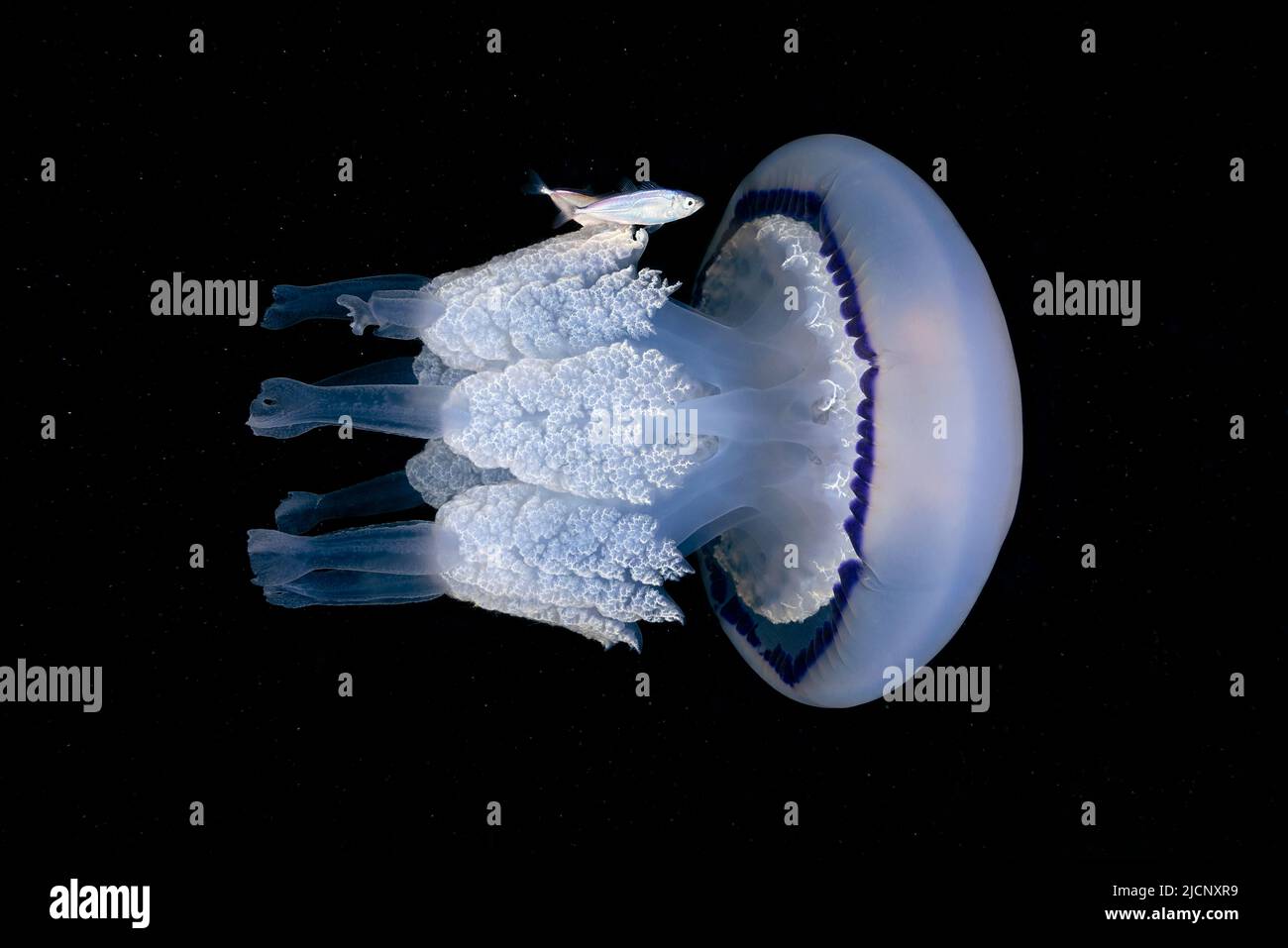 Barrel jellyfish (Rhizostoma pulmo Stock Photo - Alamy