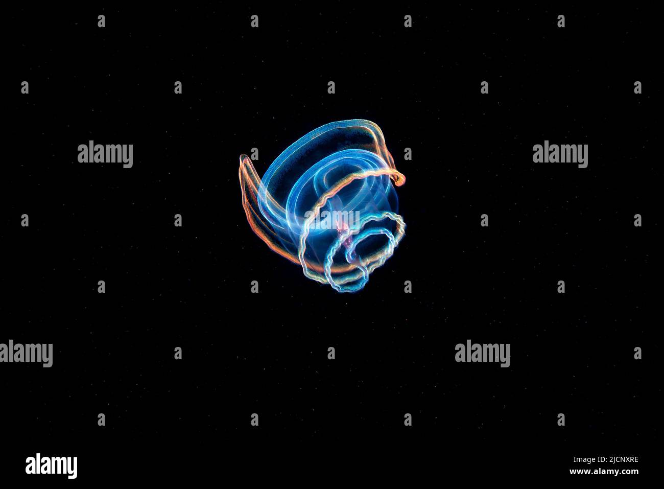 Venus girdle (Cestum veneris) comb jelly. Comb jellies are jellyfish ...