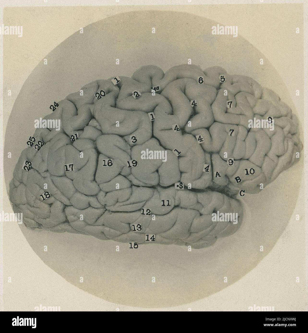 Profile view of the human brain Stock Photo - Alamy