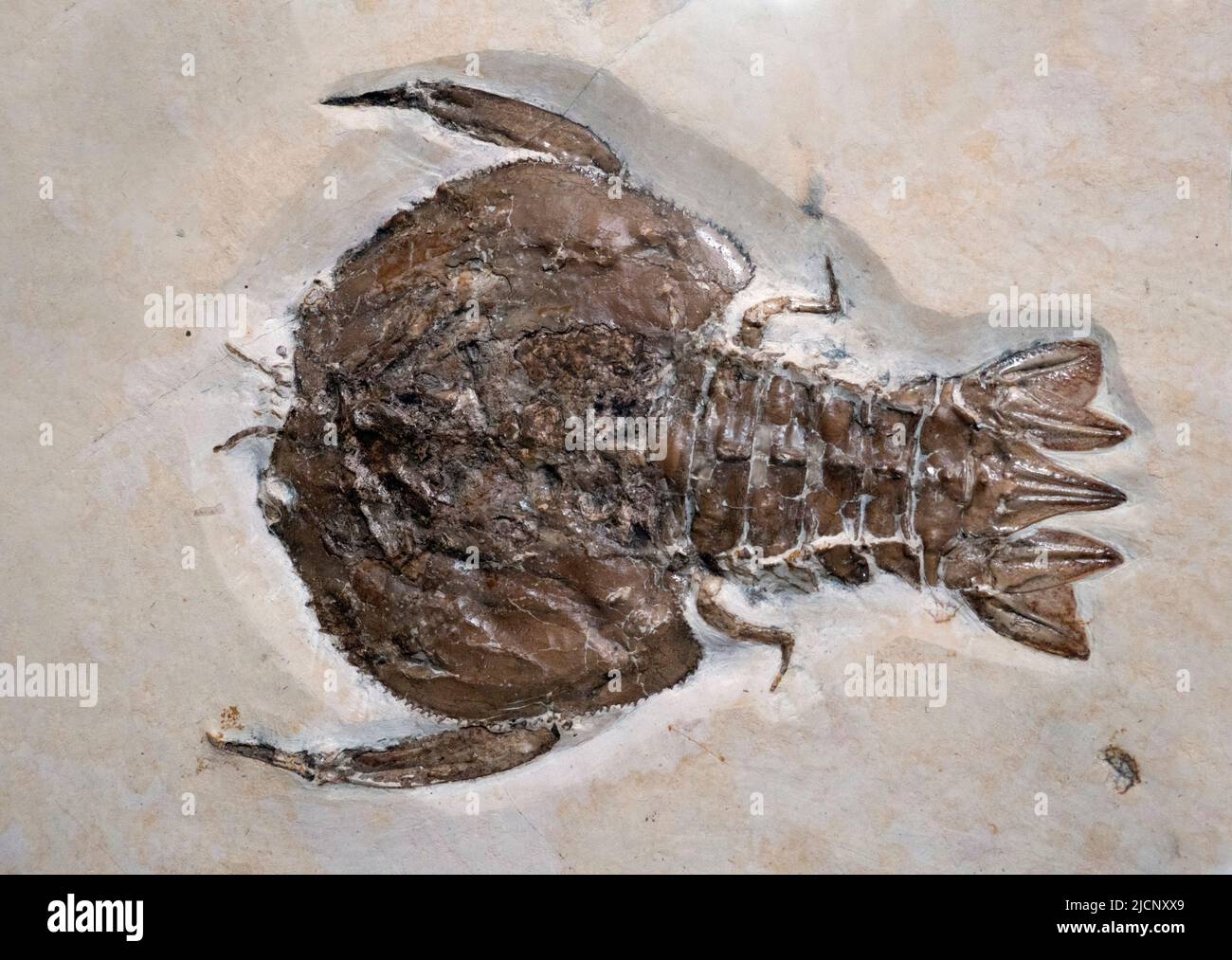 Fossil lobster (Coleia sp.). Coleia is a so called polychelidan lobster ...
