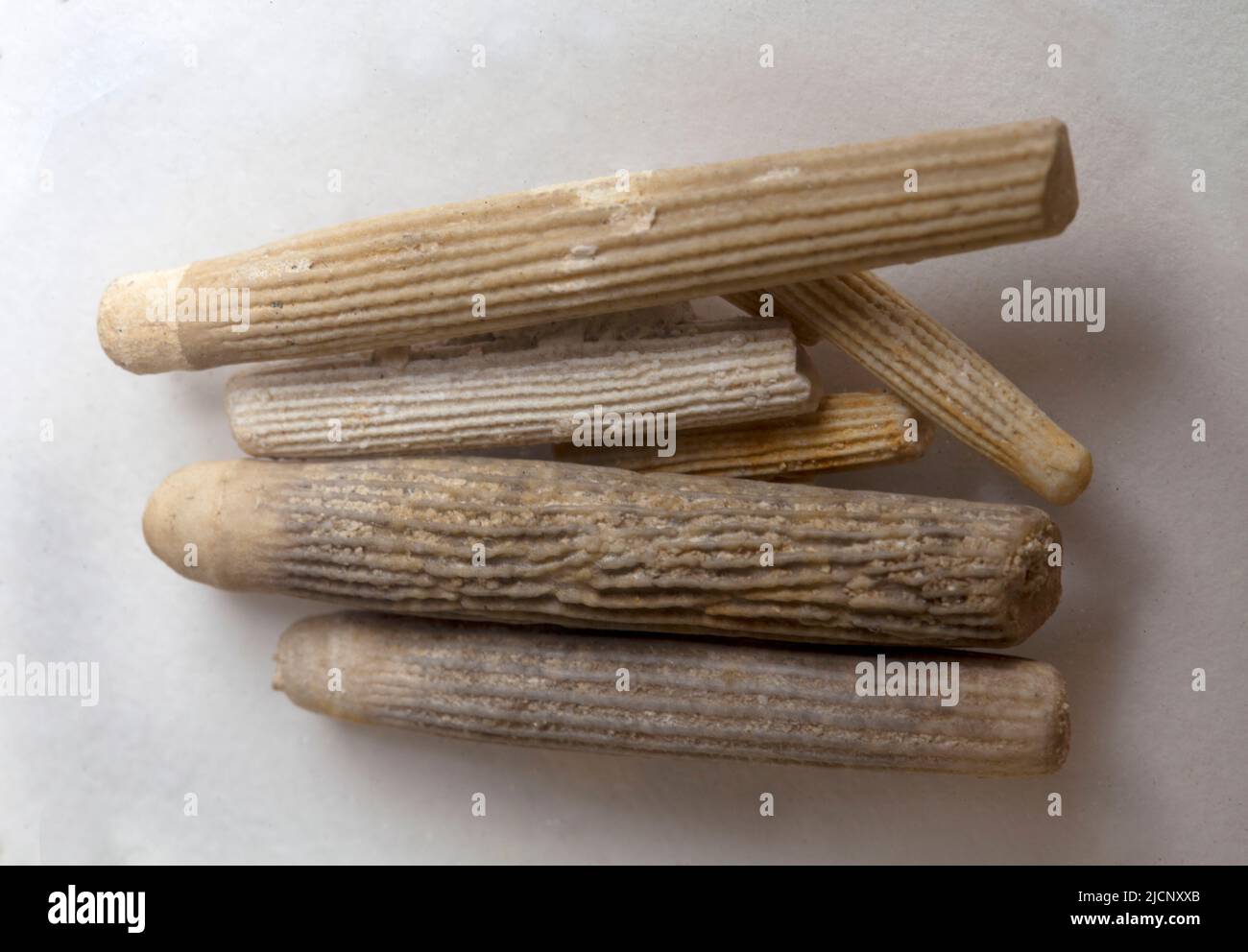 Phylum Echinodermata Fossils Echinoderm Wikipedia