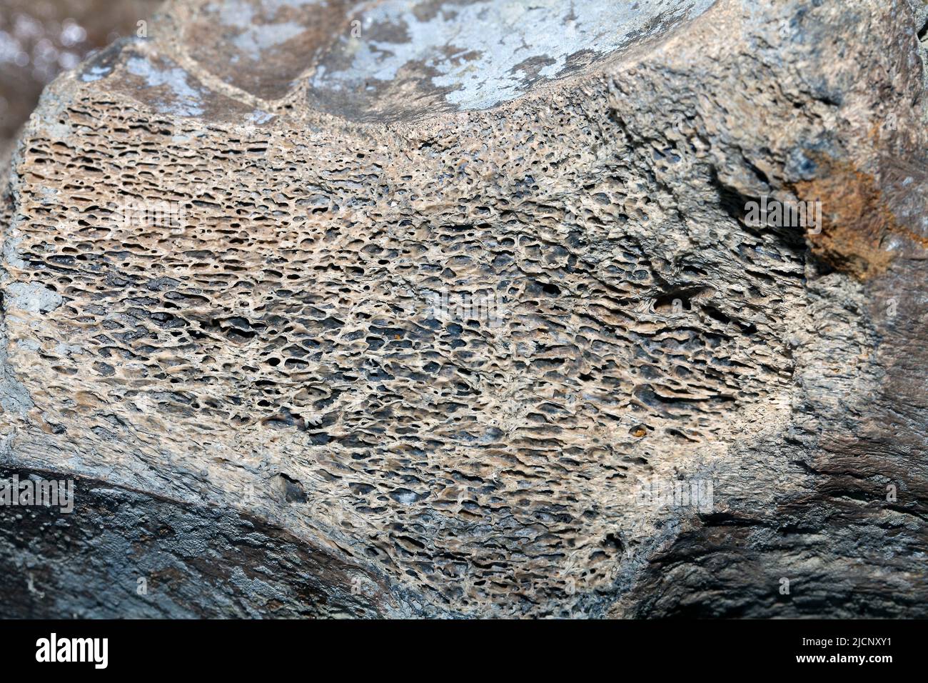 Close-up of a fossil mammoth hipbone exhibiting a texture often ...