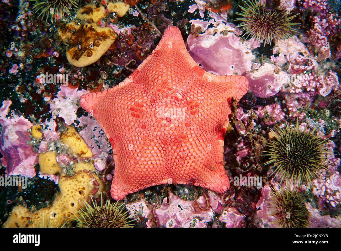 Starfish in the Western Pacific Ocean, Sea of Okhotsk Stock Photo - Alamy
