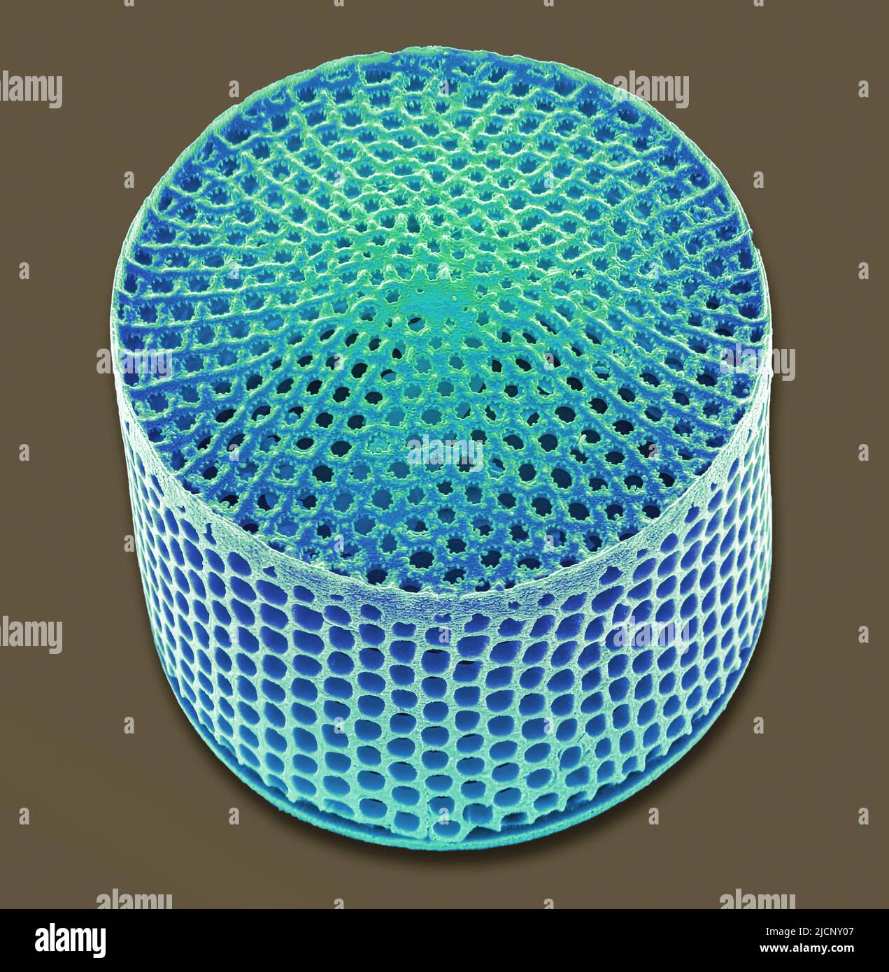 Diatom. Coloured scanning electron micrograph (SEM) of a Melosira sp ...