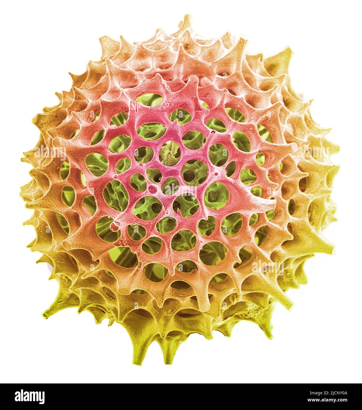 Radiolarian. Coloured scanning electron micrograph (SEM) of a ... Radiolarian. Coloured scanning electron micrograph (SEM) of a ...