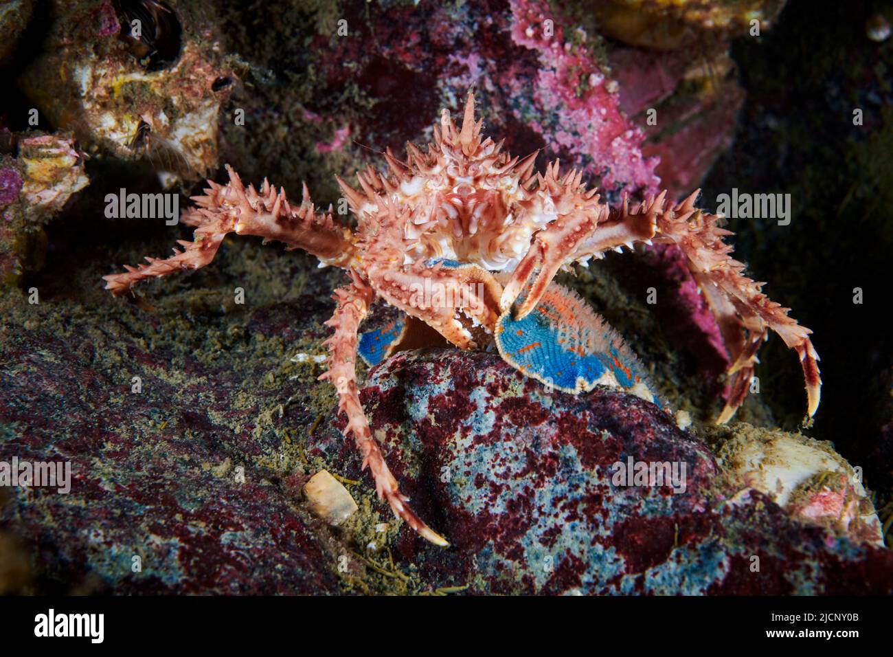 Red king crab (Paralithodes camtschaticus), Sea of Japan Stock Photo ...