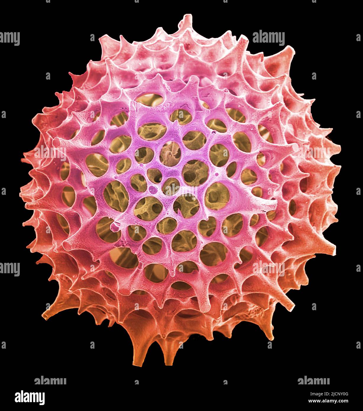 Radiolarian. Coloured scanning electron micrograph (SEM) of a ... Radiolarian. Coloured scanning electron micrograph (SEM) of a ...
