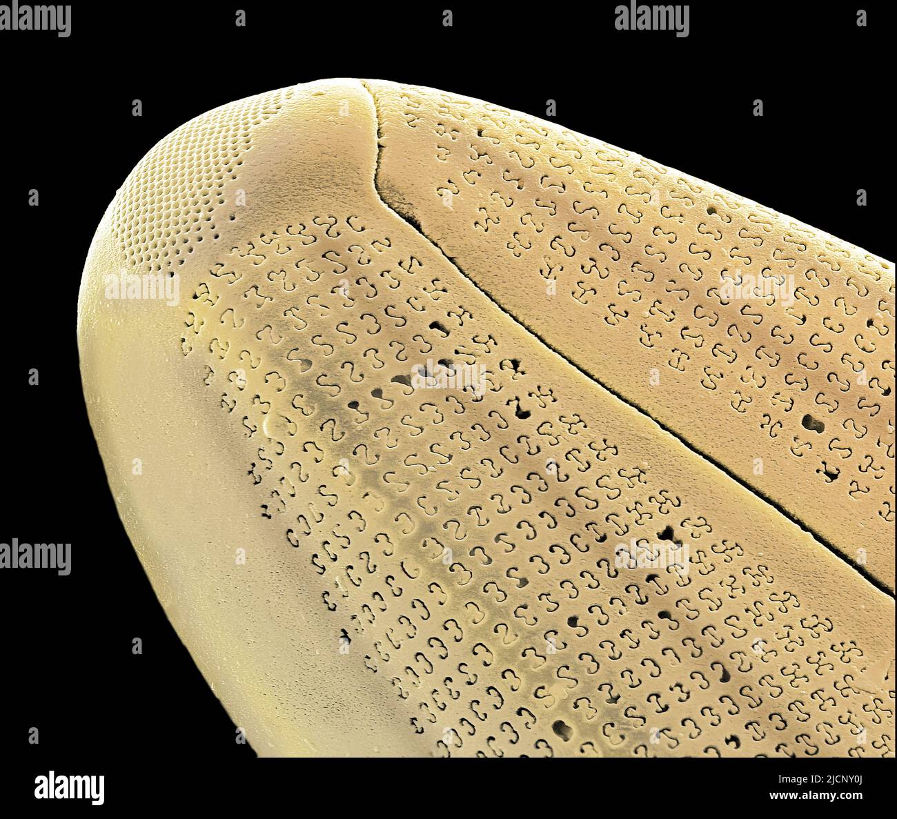 Diatom. Coloured scanning electron micrograph (SEM) of a cymbelloid sp ...