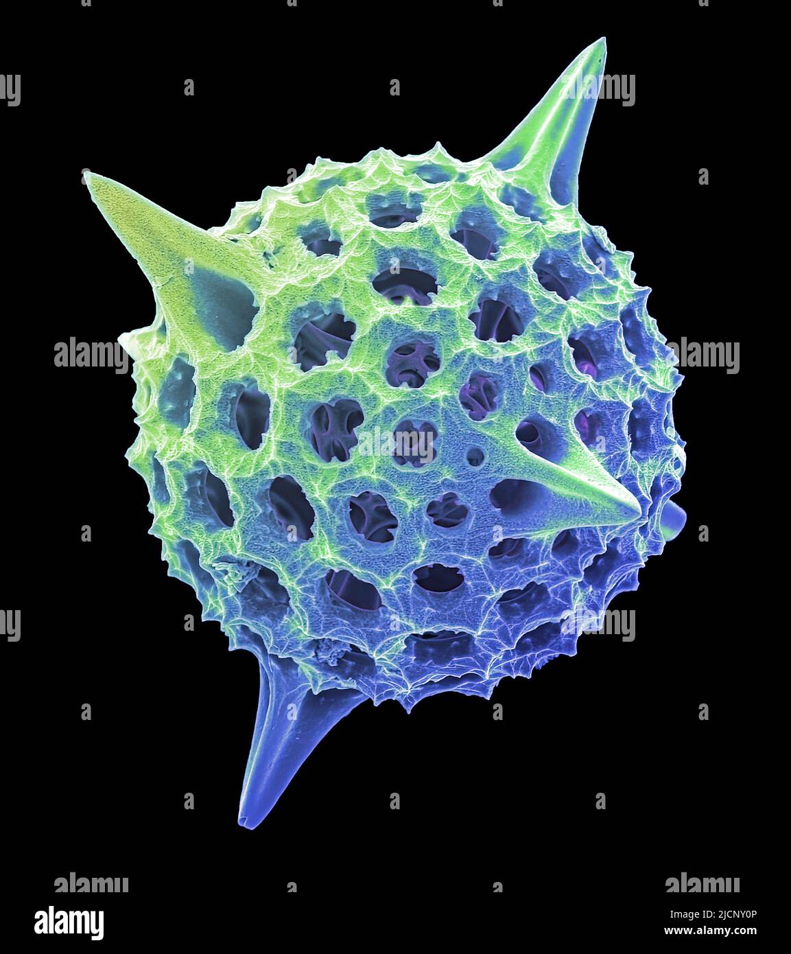 Radiolarian. Coloured scanning electron micrograph (SEM) of a radiolarian. Radiolarians are ...