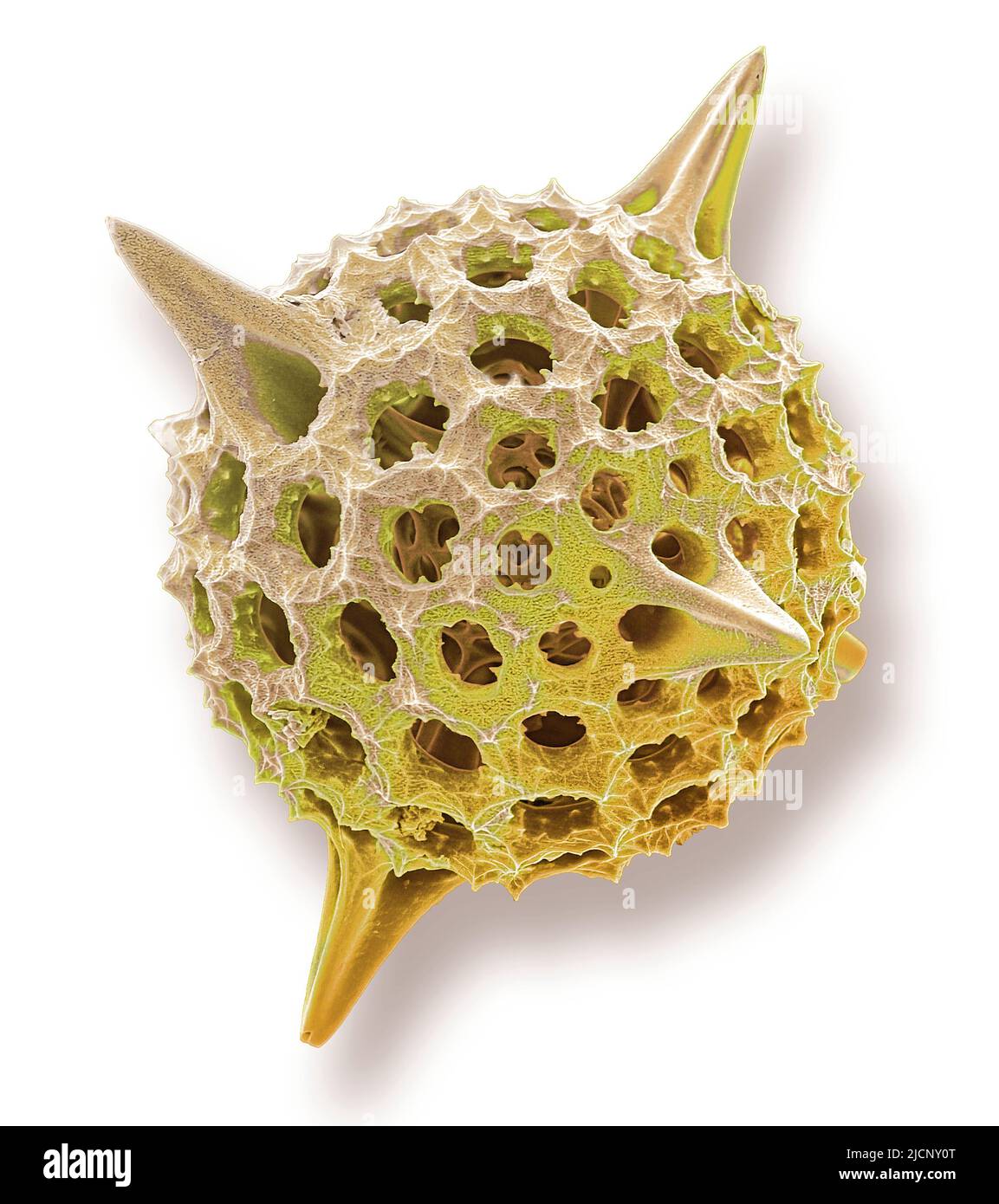 Radiolarian. Coloured scanning electron micrograph (SEM) of a ... Radiolarian. Coloured scanning electron micrograph (SEM) of a ...