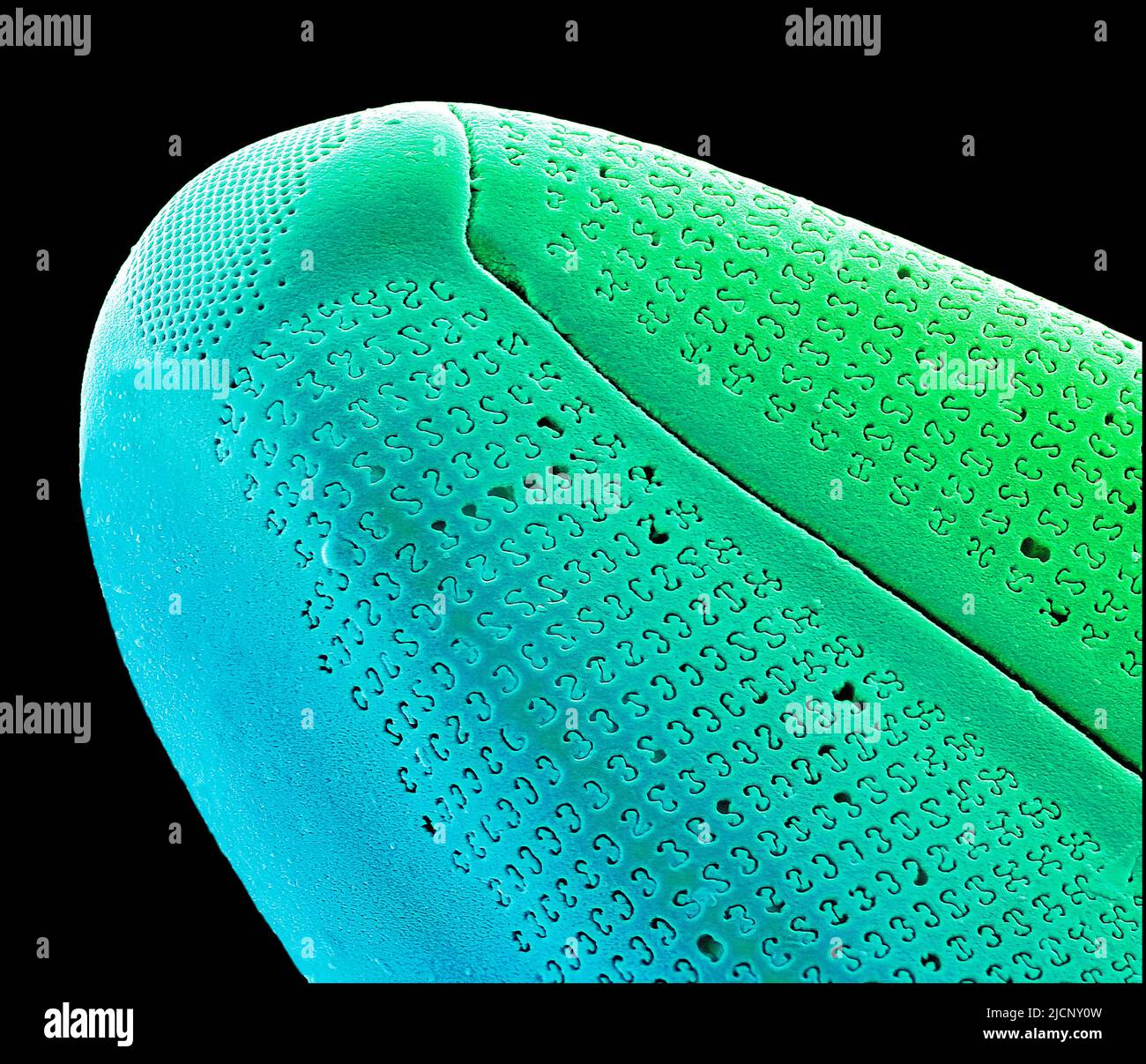 Diatom. Coloured scanning electron micrograph (SEM) of a cymbelloid sp ...