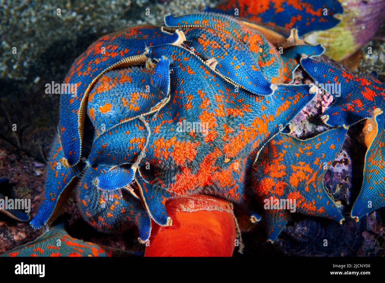 Blue bat starfish (Patiria pectinifera) feeding. Photographed in the ...